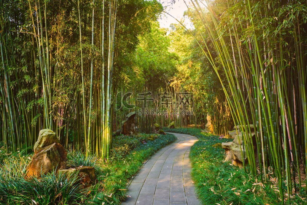 Path in bamboo forest brove in Wangjiang Pavilion (Wangjiang Tower ...