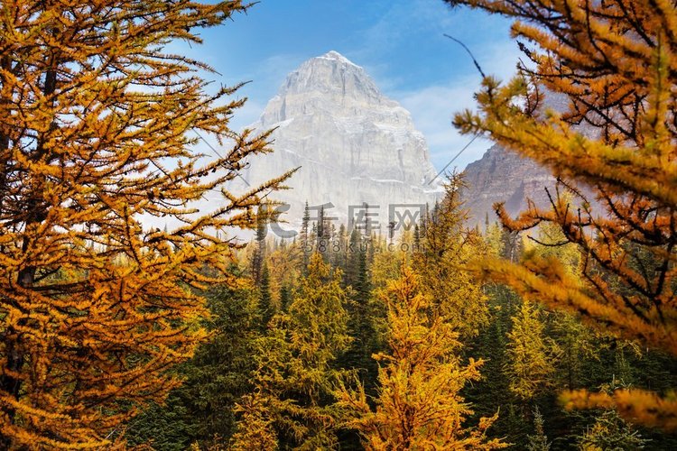 加拿大山区美丽的金色落叶松。树山峦高清摄影大图-千库网
