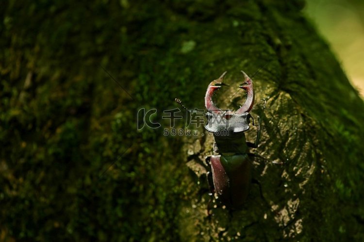 鹿角甲虫 Lucanus Cervus 男性在罗马尼亚的 Macin 山脉高清摄影大图-千库网