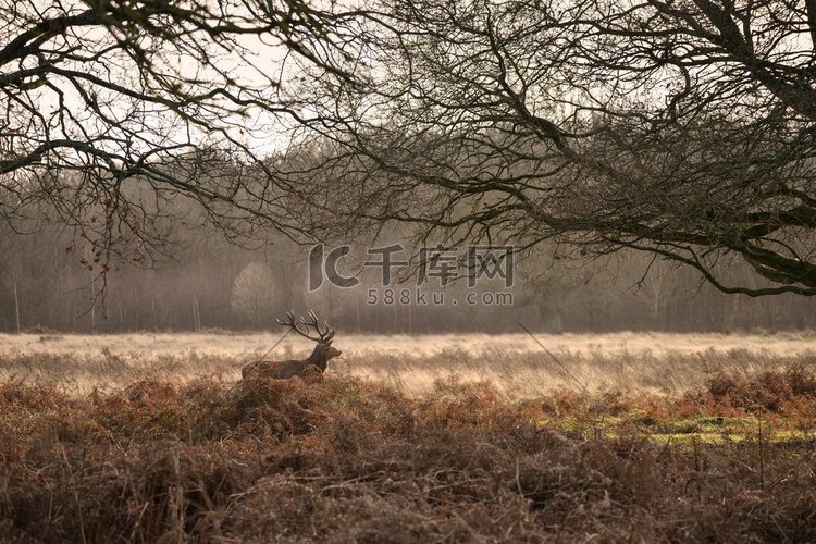 令人惊叹的红鹿雄鹿 Elaphus 与雄伟的鹿角在秋季秋季霜冻景观高清摄影大图-千库网