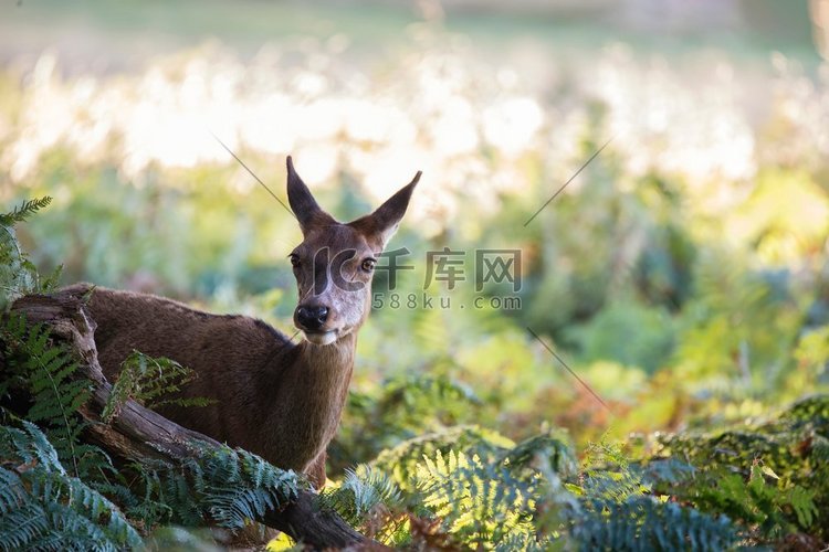 令人惊叹的后母鹿红鹿马鹿在斑驳的阳光下。高清摄影大图-千库网