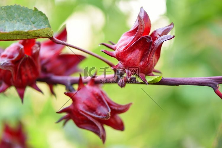 绿叶背景花园树上的 Roselle 果树/健康饮料天然草本红 Roselle，Hibiscus sabdariffa高清摄影大图-千库网