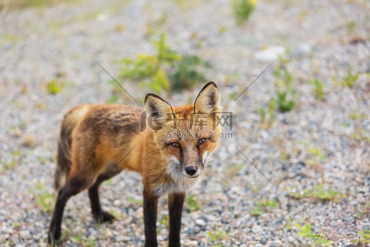 夏季绿色背景中一只红狐狸 (Vulpes vulpes) 的肖像高清摄影大图-千库网