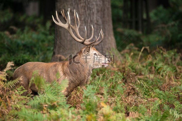秋季车辙季节森林景观中雄伟的红鹿雄鹿 Elaphus高清摄影大图-千库网