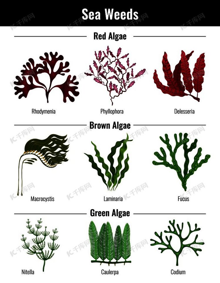 红棕色绿藻海藻收集植物教育信息海报与 laminaria codium rhodymenia 平面矢量图背景图片免费下载_海报banner/高清大图_千库网(图片编号6348613)