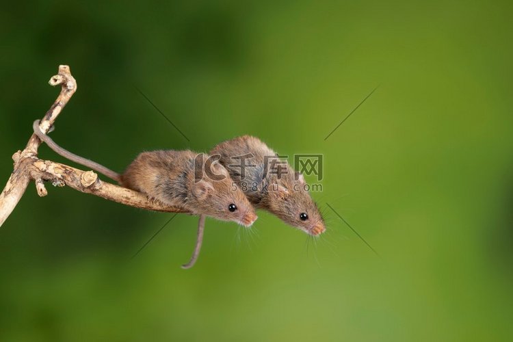 自然界中性绿色背景的木棍上可爱的收获小鼠 micromys minutus高清摄影大图-千库网