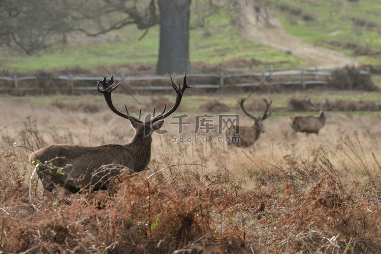 令人惊叹的红鹿雄鹿 Elaphus 与雄伟的鹿角在秋季秋季霜冻景观高清摄影大图-千库网
