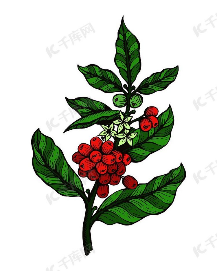 咖啡树五颜六色的植物，豆子和花朵盛开，咖啡树植物和绿叶，白色背景上孤立的矢量图解。背景图片免费下载_海报banner/高清大图_千库网(图片 ...