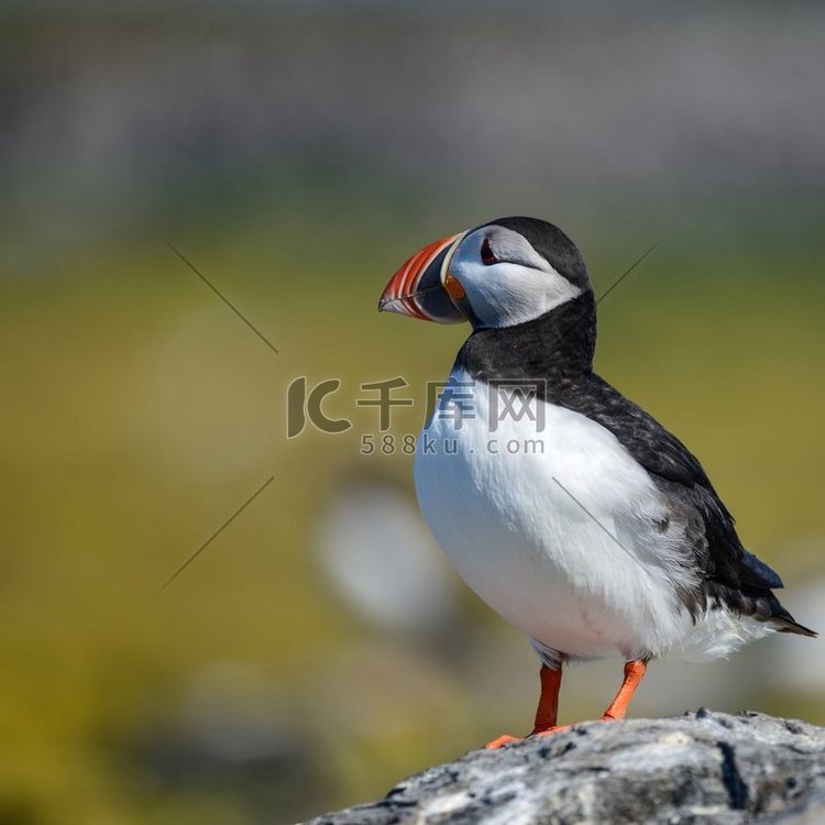 五颜六色的大西洋海鹦或 Comon Puffin Fratercula Arctica 在 N. Beautiful Atlantic ...