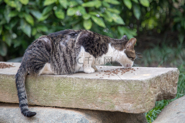 喂食猫咪动物毛茸茸狸花猫高清摄影大图-千库网