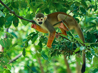 树上猴子摄影图片-树上猴子摄影作品-千库网