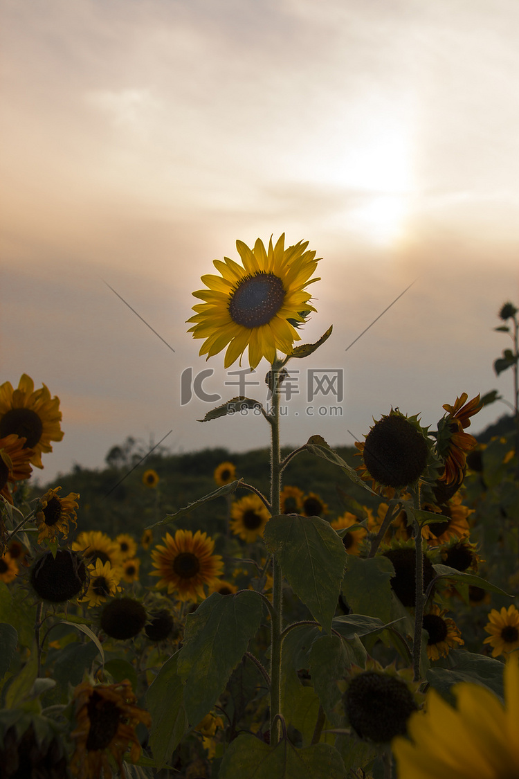 自然风景白天向日葵室外实拍摄影图配图高清摄影大图-千库网