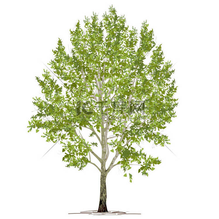 白杨(Populus L.)，绿叶，白色背景上的彩色矢量图像背景图片免费下载-千库网