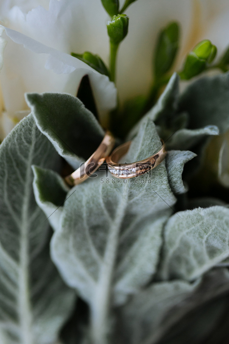 wedding rings on leaves高清摄影大图-千库网