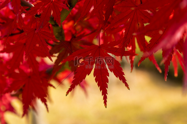 红色枫叶高清摄影大图-千库网