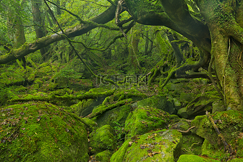 rainforest图片_rainforest素材-rainforest图片大全-千库网