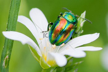 bug图片-bug素材-bug模板图片下载-千库网