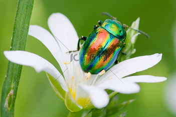 bug图片_bug素材-bug图片大全-千库网