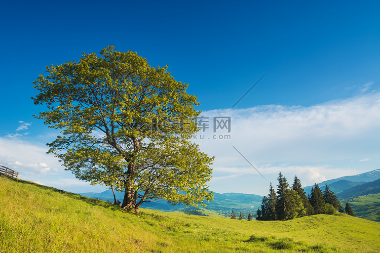 One spring day高清摄影大图-千库网