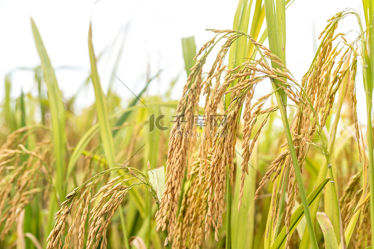 十月丰收的稻田高清摄影大图-千库网