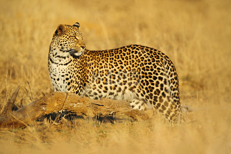 African Leopard in Hwange National Park高清摄影大图-千库网