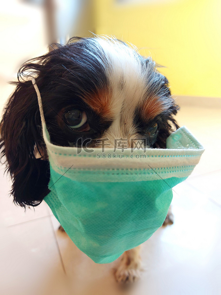 Covid-19 Corona Dog高清摄影大图-千库网