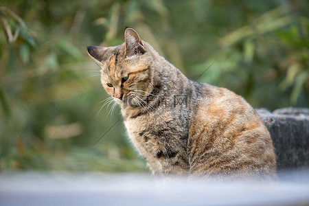 狸花猫猫咪花纹动物可爱高清摄影大图-千库网