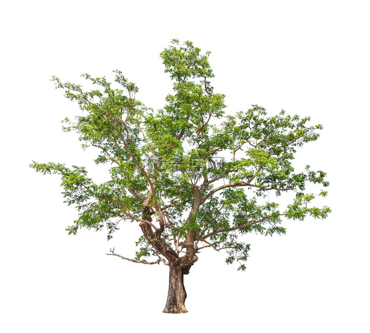 Neem plant (Azadirachta indica), tropical tree in the northeast高清摄影大图-千库网