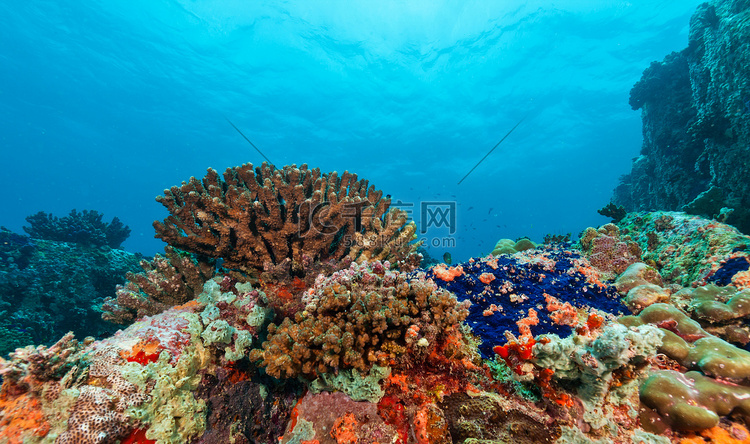 Underwater coral reef background高清摄影大图-千库网