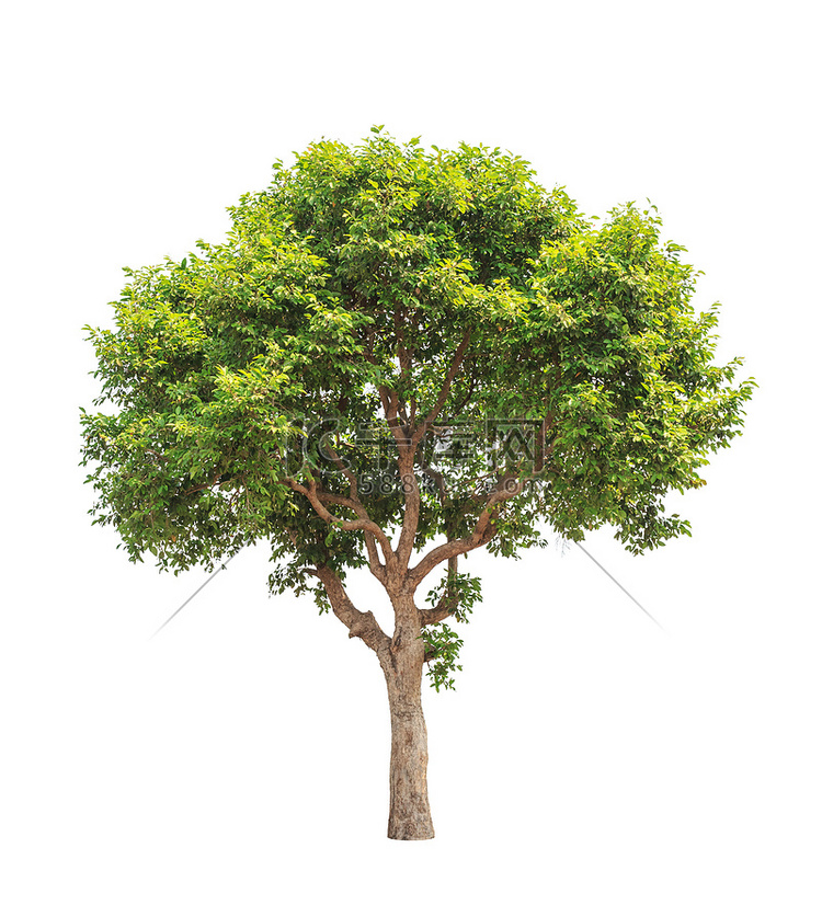 Irvingia malayana also known as Wild Almond, tropical tree in th高清摄影大图-千库网