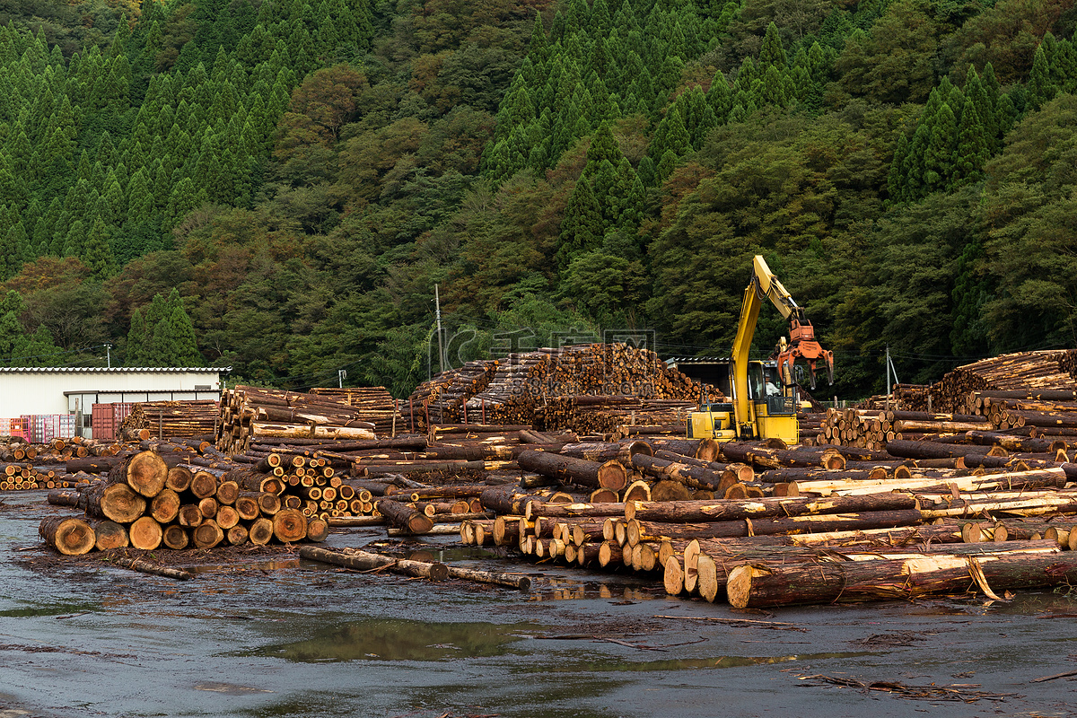 Pine timber stacked at lumber yard 高清摄影大图-千库网