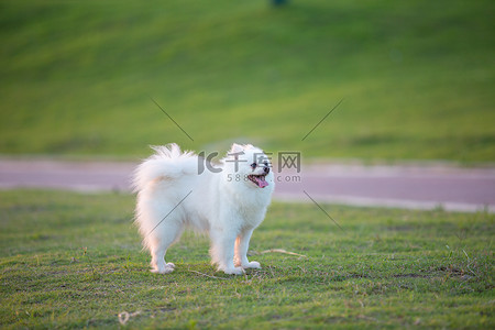 阳光小狗草地宠物可爱高清摄影大图-千库网