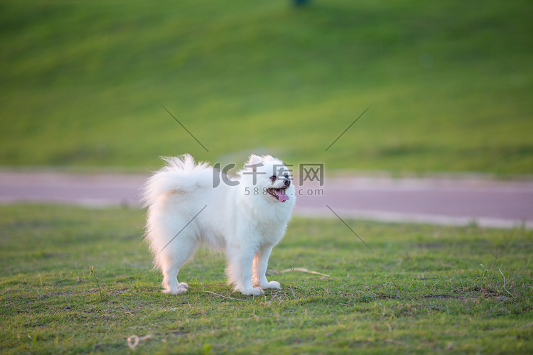 阳光小狗草地宠物可爱高清摄影大图-千库网