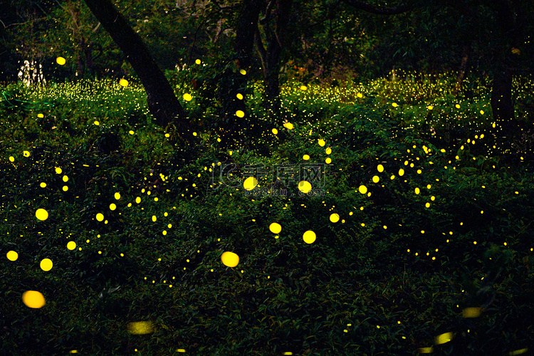 萤火虫在森林里飞舞在泰国的Prachinburi，萤火虫在夜晚的灌木丛中。长期曝光照片.高清摄影大图-千库网