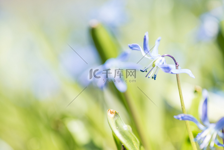 Blue spring flowers高清摄影大图-千库网