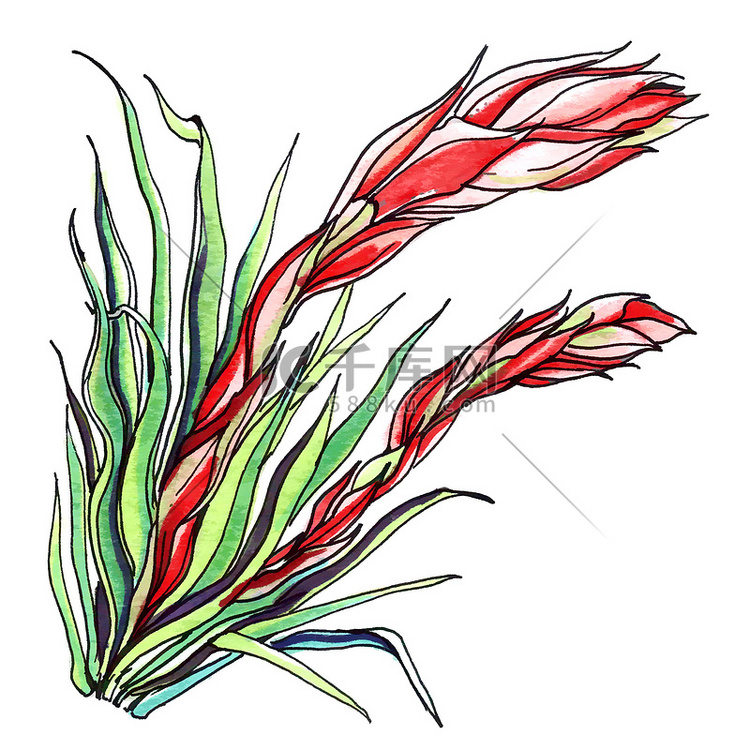 Ginger plant. Botanical Illustration高清摄影大图-千库网