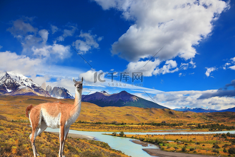 Lama standing on autumn yellowed grass高清摄影大图-千库网