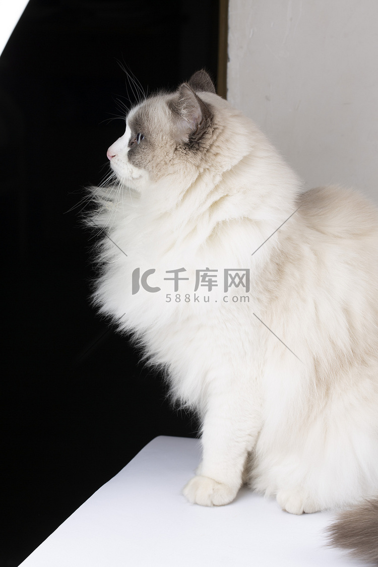 赛级白底图宠物甜美布偶猫美貌仙女猫长毛高清摄影大图-千库网