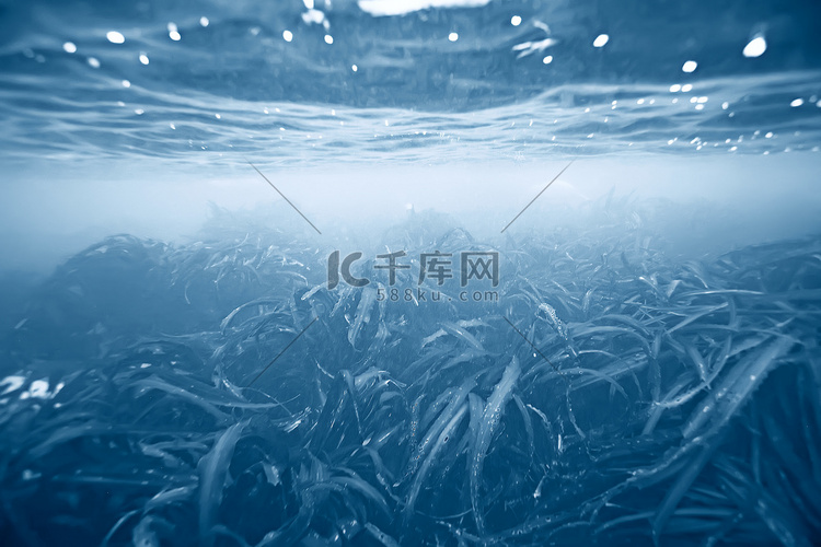 beautiful laminaria seaweed高清摄影大图-千库网