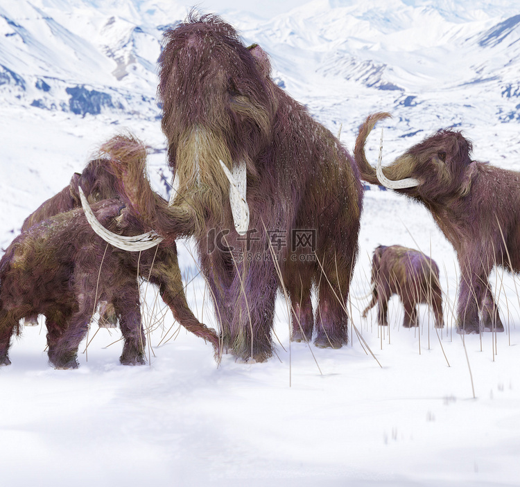 Wooly Mammoth Ice Age Scene高清摄影大图-千库网