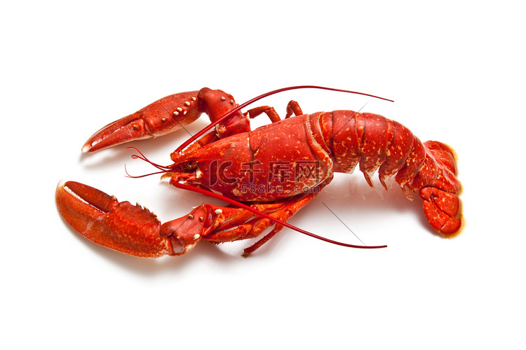 Cooked European common lobster高清摄影大图-千库网