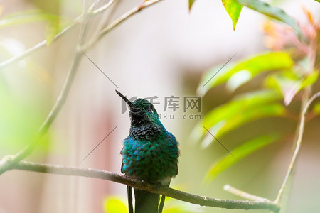 中美洲哥斯达黎加五颜六色的蜂鸟高清摄影大图-千库网