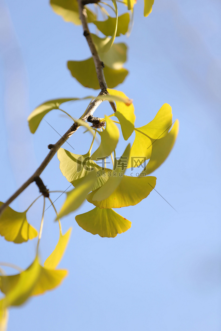 深秋唯美银杏树叶仰拍高清摄影大图-千库网