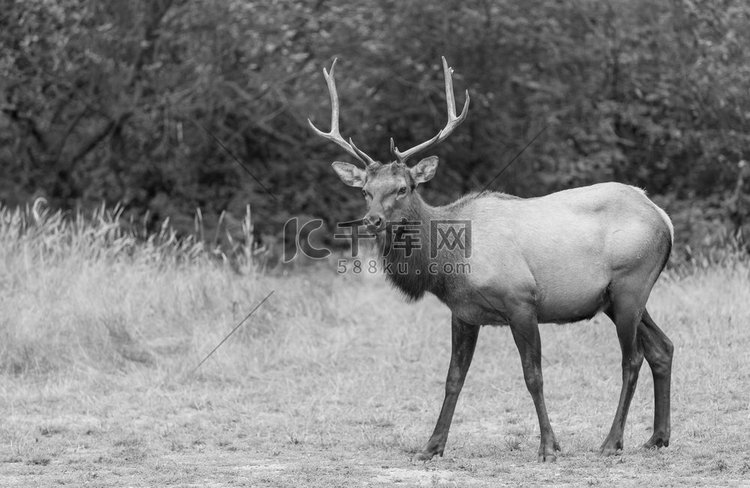 鹿在绿色草甸，美国高清摄影大图-千库网