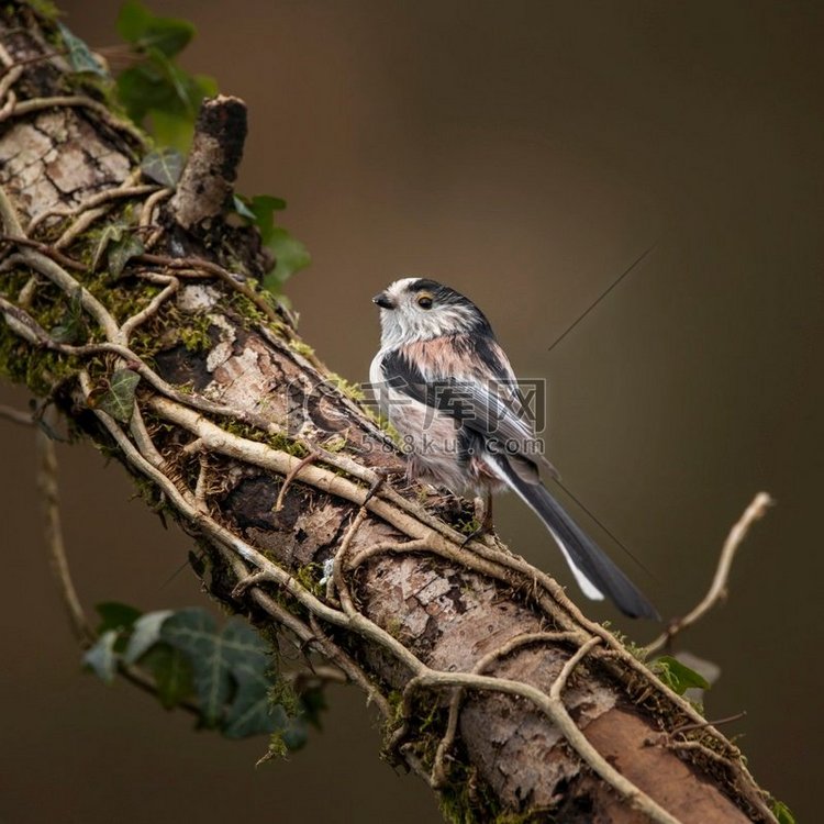 长尾巴山雀Aegithalos caudatus的美丽形象在春天的阳光高清摄影大图-千库网