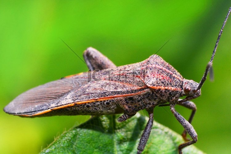 关闭Coreid错误在植物树在自然绿色背景/壁球错误高清摄影大图-千库网