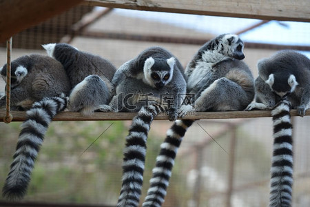 猴子尾巴摄影图片-猴子尾巴摄影作品-千库网