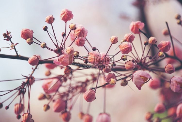 粉红色bakeriana花与蓝天，粉红色花高清摄影大图-千库网