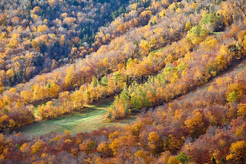 美国白山国家森林公园图片素材-美国白山国家森林公园模板图片下载-千库网