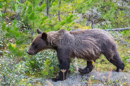 夏天的灰熊高清摄影大图-千库网